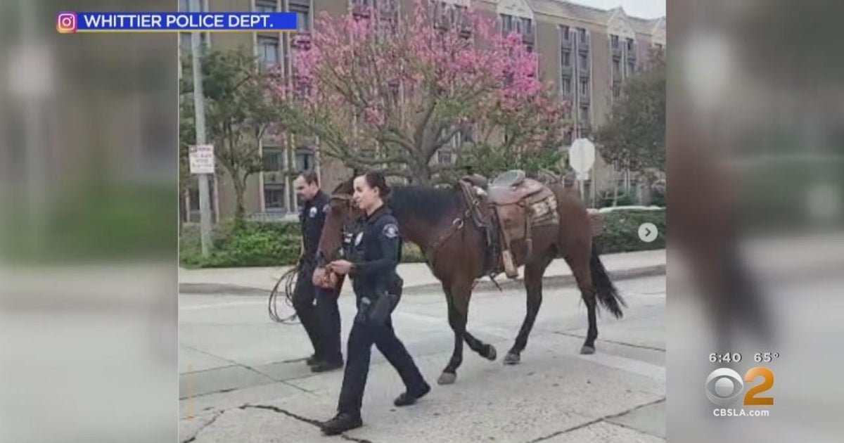 Horse rider arrested by Whittier PD for riding through traffic ...