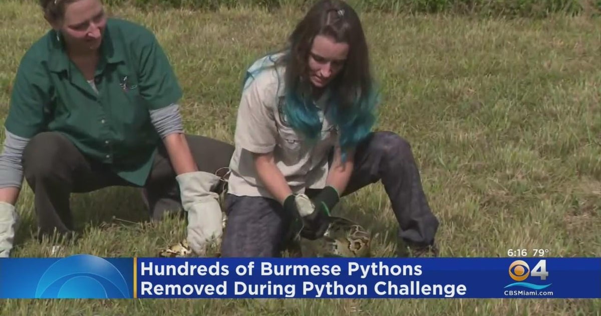 Hundreds Of Pythons Removed During Annual Challenge Cbs Miami