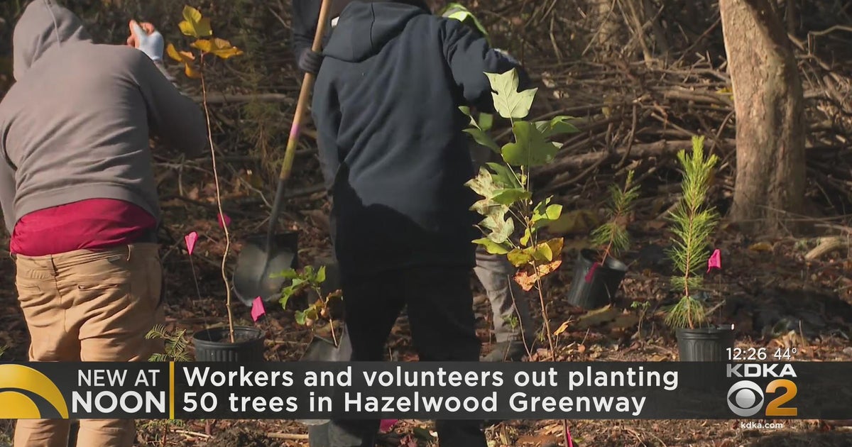 Workers and volunteers plant trees in Hazelwood - CBS Pittsburgh
