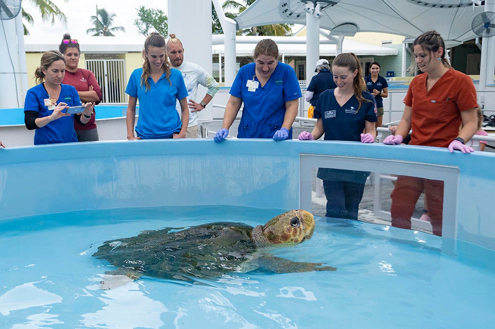 Zoo Miami loggerhead sea turtle "Baymax" dies - CBS Miami