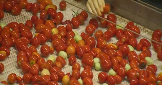 California farmers look to tomato crops as new source for producing ...