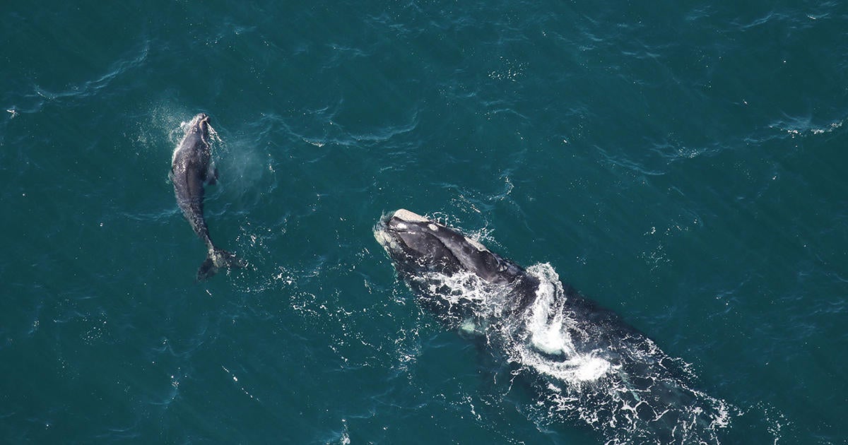 'Downward trend': Critically endangered right whale population drops to ...