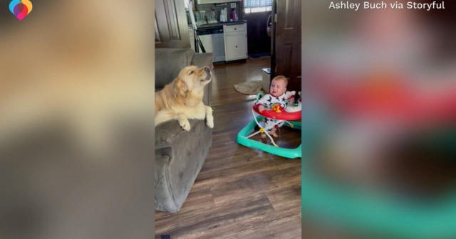 Golden retriever joins baby in crying contest - CBS News
