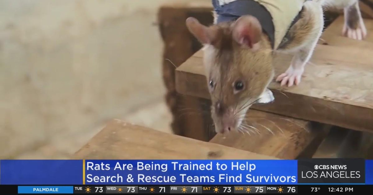 Rats being trained to help search and rescue teams - CBS Los Angeles