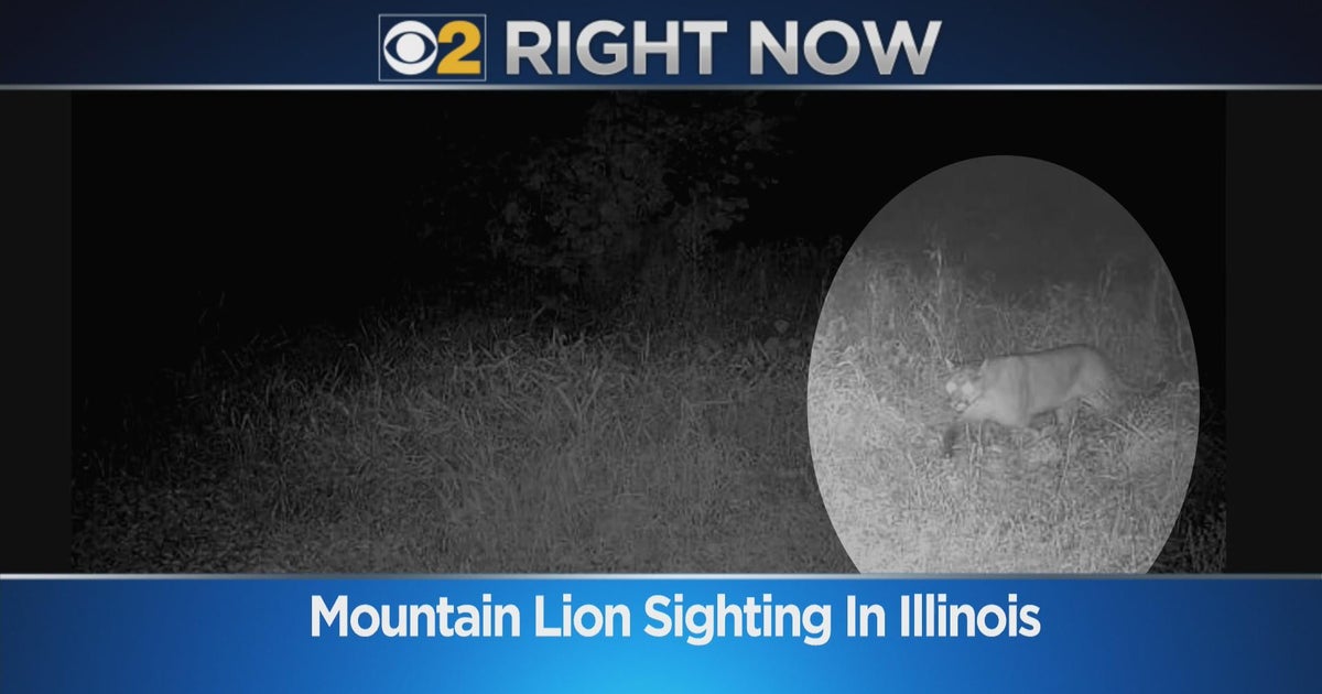 Another mountain lion spotted in Illinois - CBS Chicago