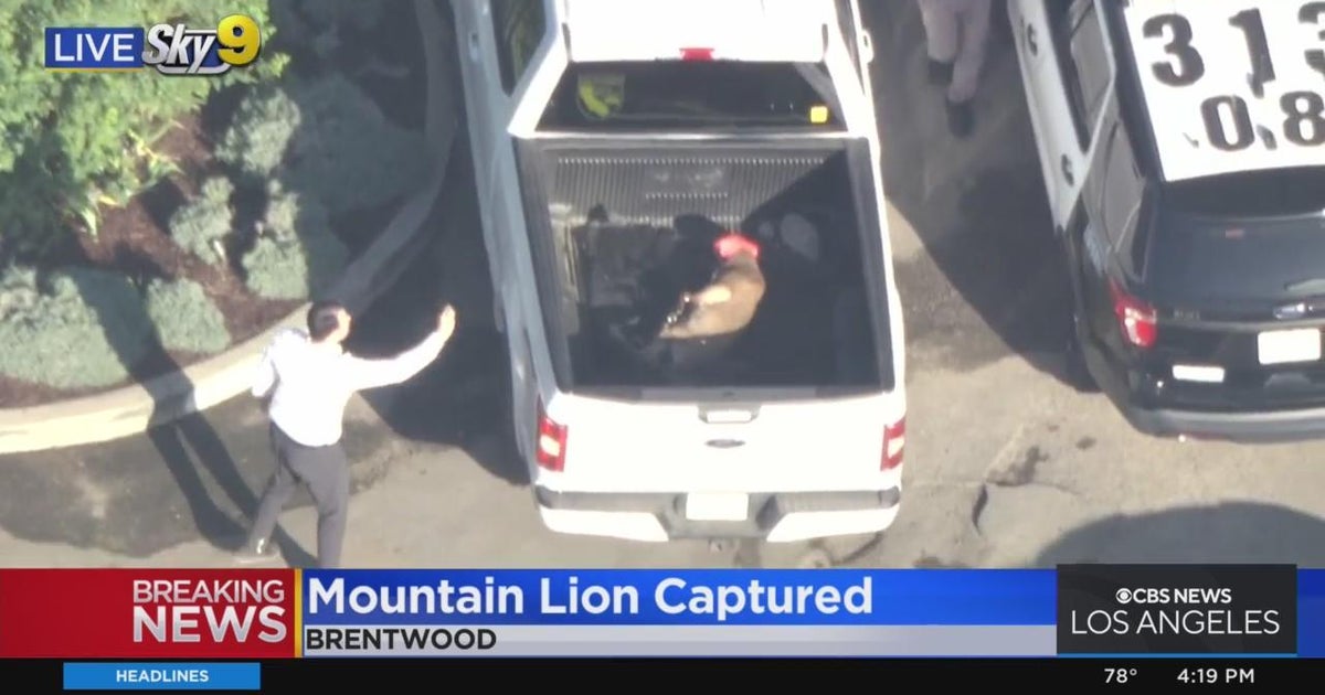 Authorities capture mountain lion in the backyard of a Brentwood home ...