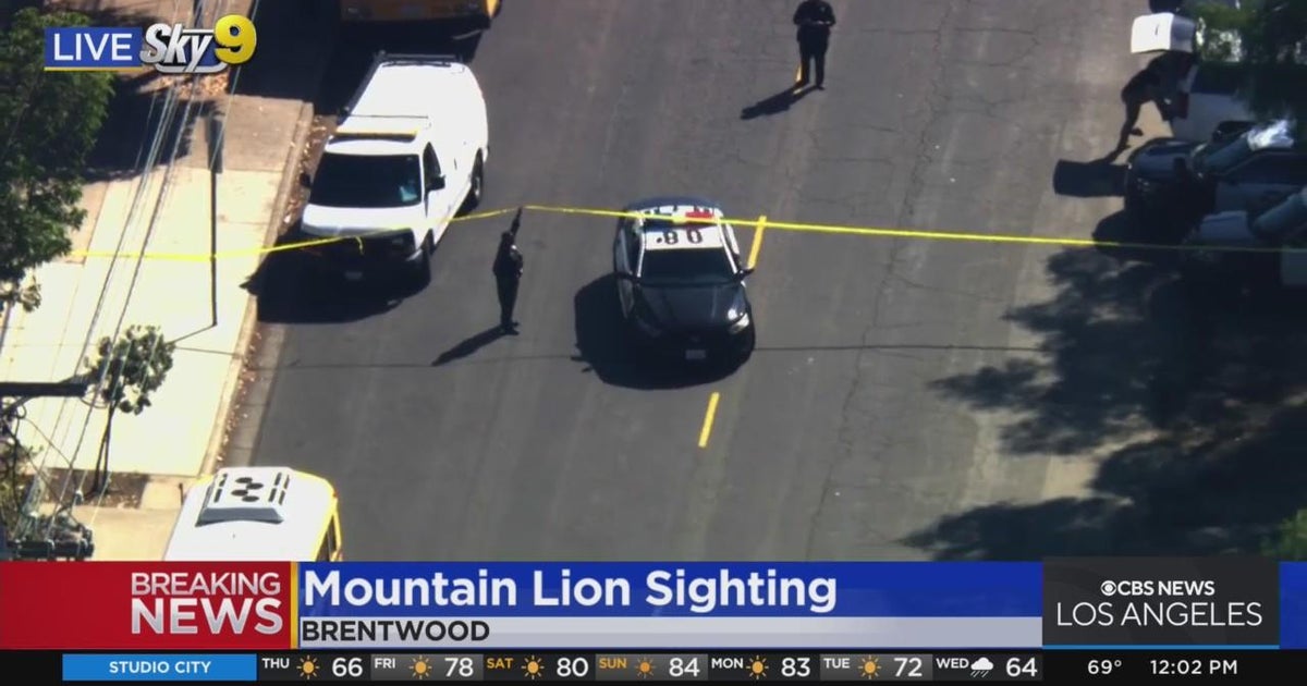 Mountain lion spotted near school in Brentwood - CBS Los Angeles