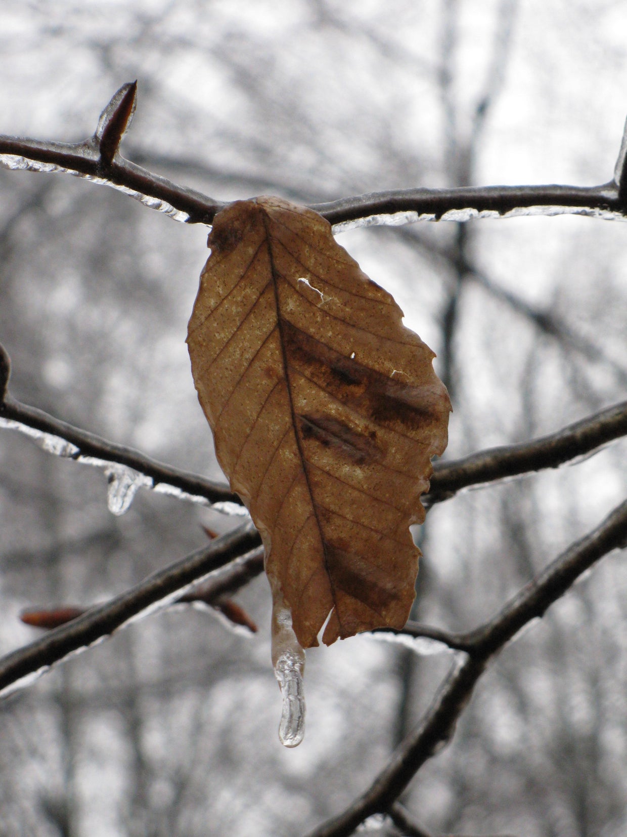 DNR: Invasive beech leaf disease detected in Oakland, Wayne counties ...