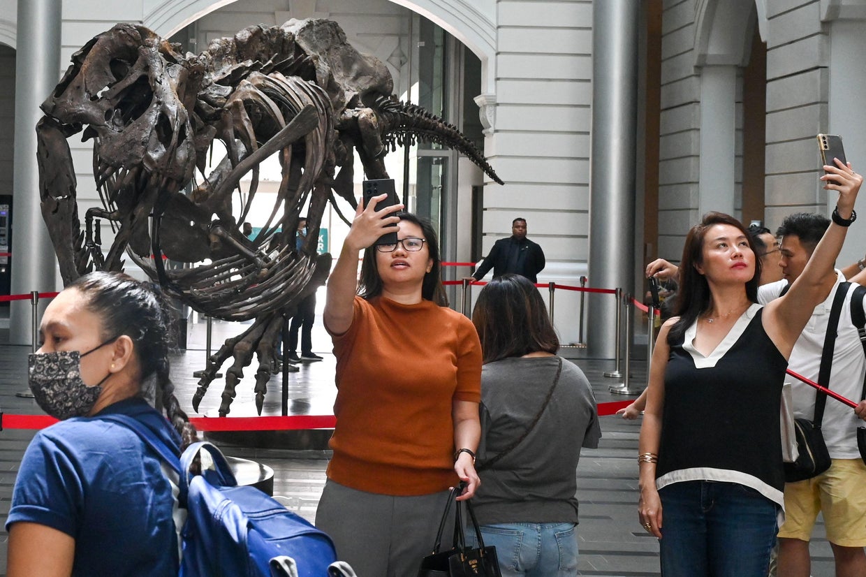 T. rex display heats up debate over auctions of dinosaur skeletons ...