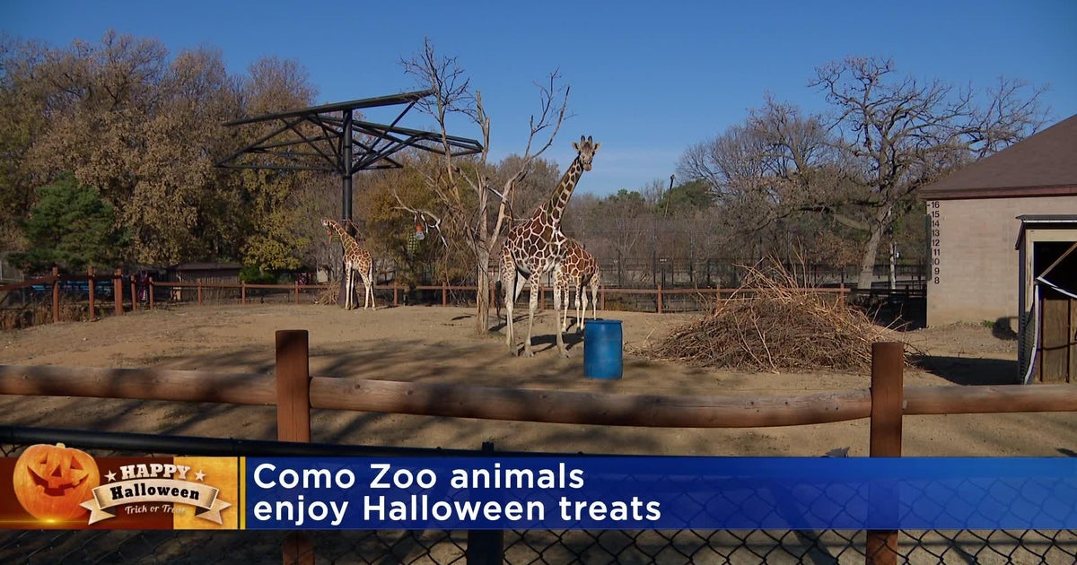 Moment of Zen: Zoo animals enjoy a Halloween treat - CBS Minnesota