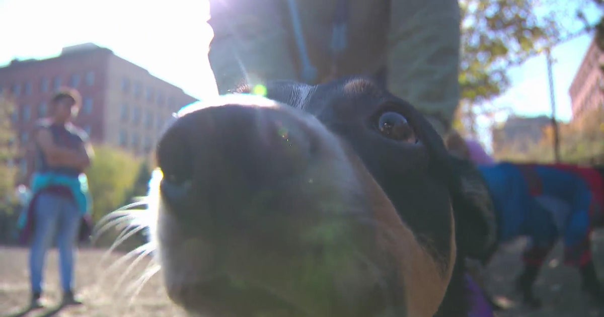 Halloween Paw-rty held in St. Paul - CBS Minnesota