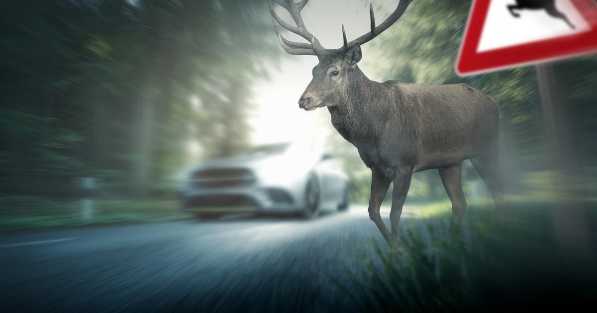 Law enforcement urges drivers to be extra vigilant for deer on roadways ...