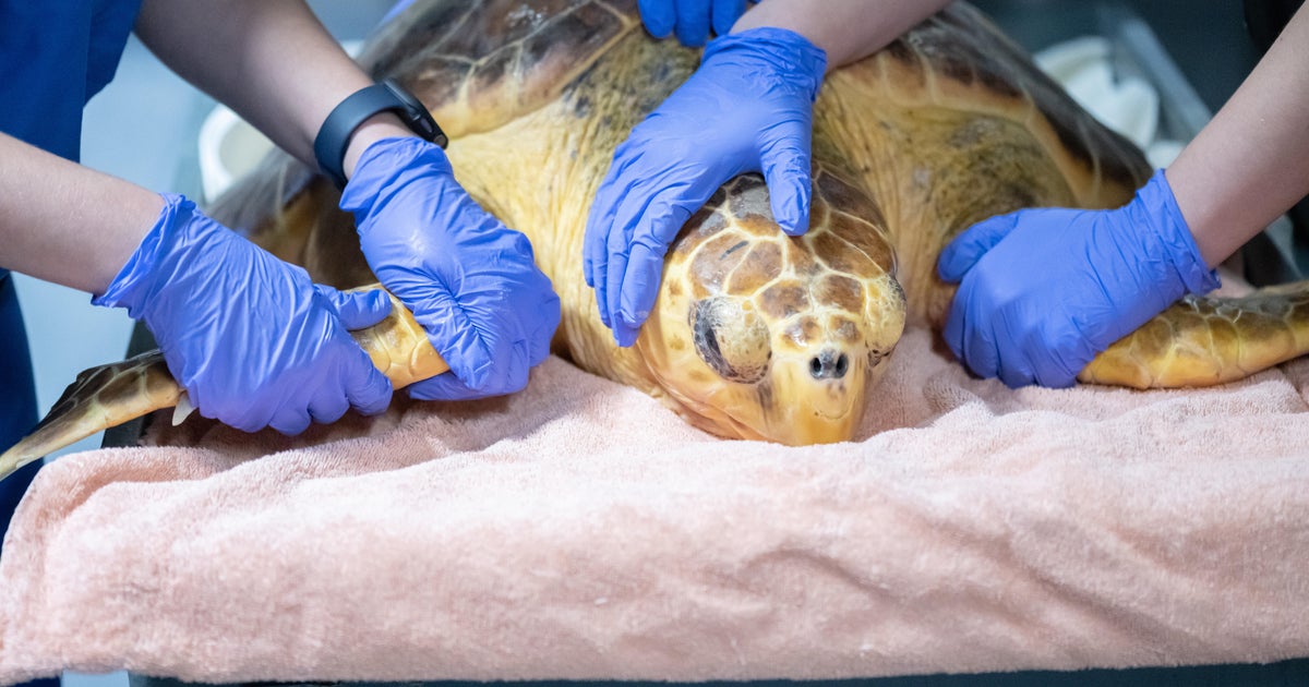 National Aquarium brings in 42-year-old Kemp's ridley sea turtle before ...