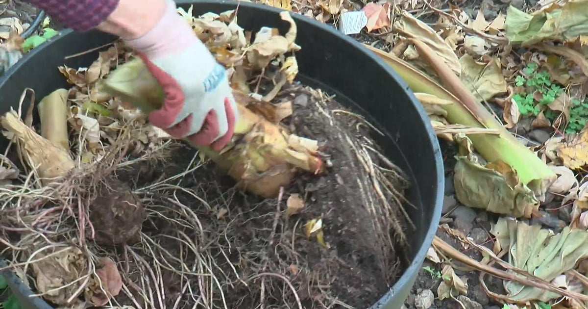 DIY Friday: Winterizing your garden - CBS Minnesota