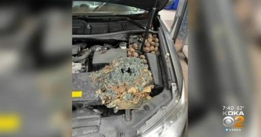 Mechanic finds squirrel's stash of nuts - CBS Pittsburgh