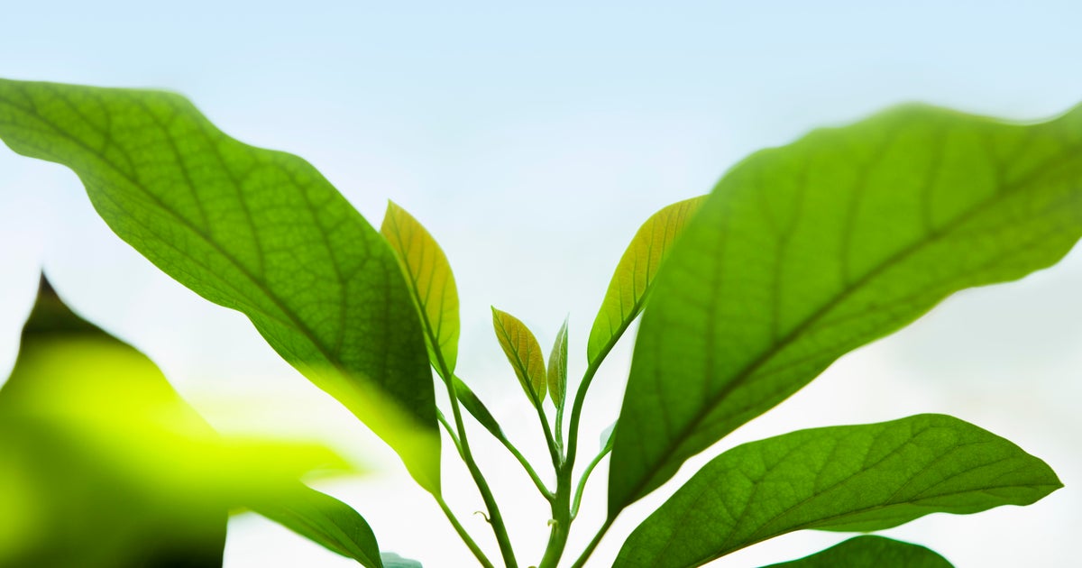 Gardening 101: Container trees - CBS Texas