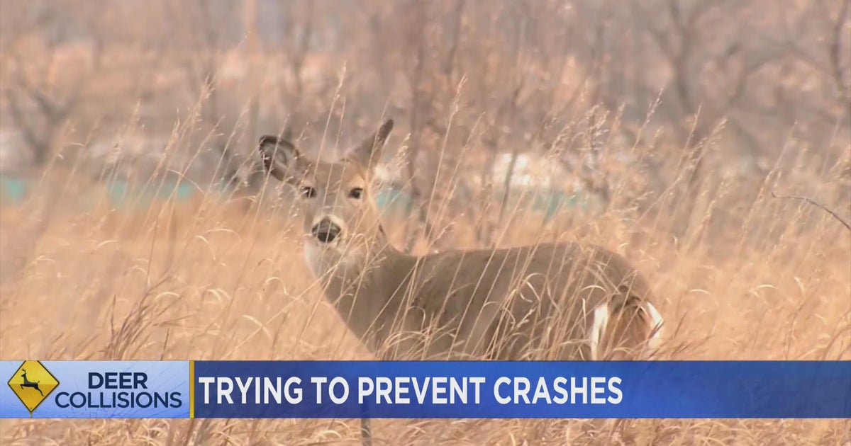 U of M researchers seeking to cut down state's number of car-deer ...