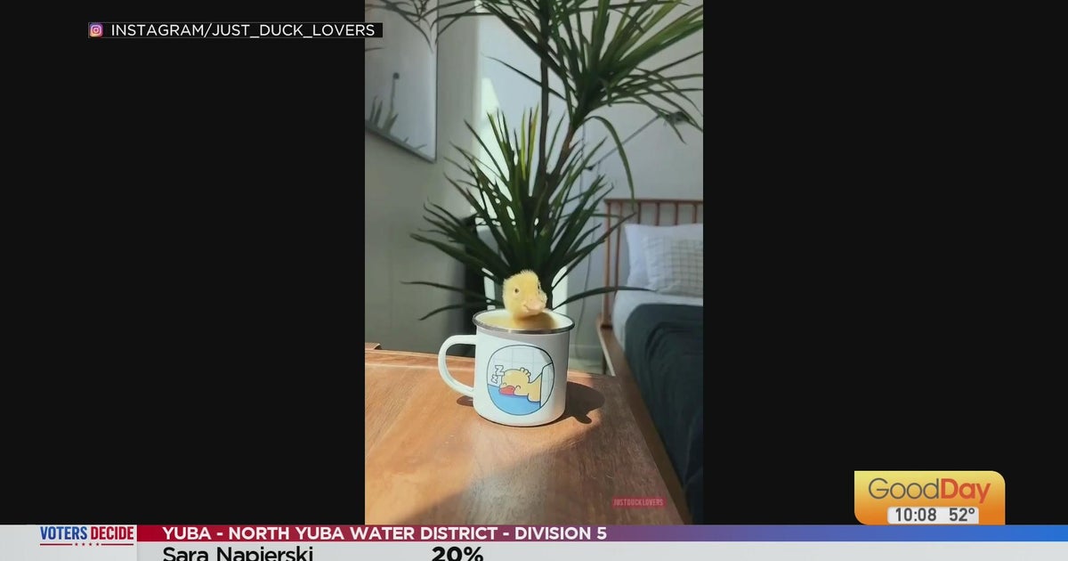 FanPAWstic News with Tina! - Good Day Sacramento