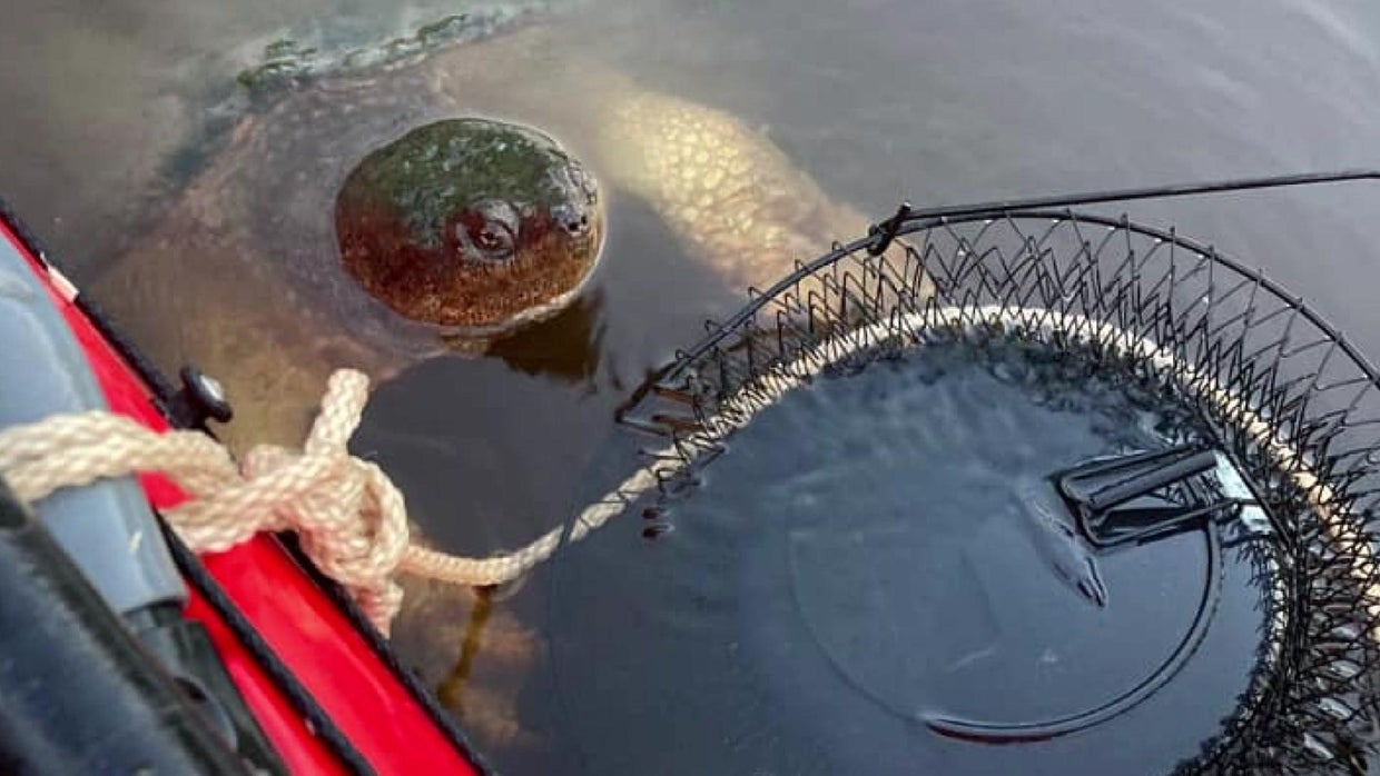 Twin Cities mom snaps pics of massive snapping turtle...before it could ...