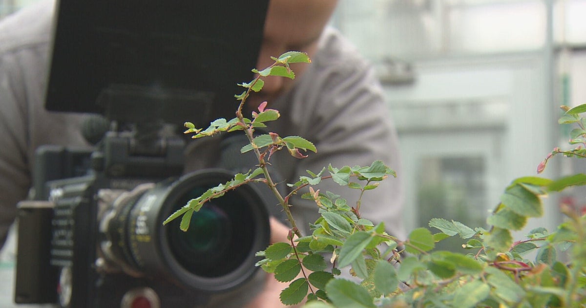 Film "Amache Rose" brings dark Colorado history into the light - CBS ...