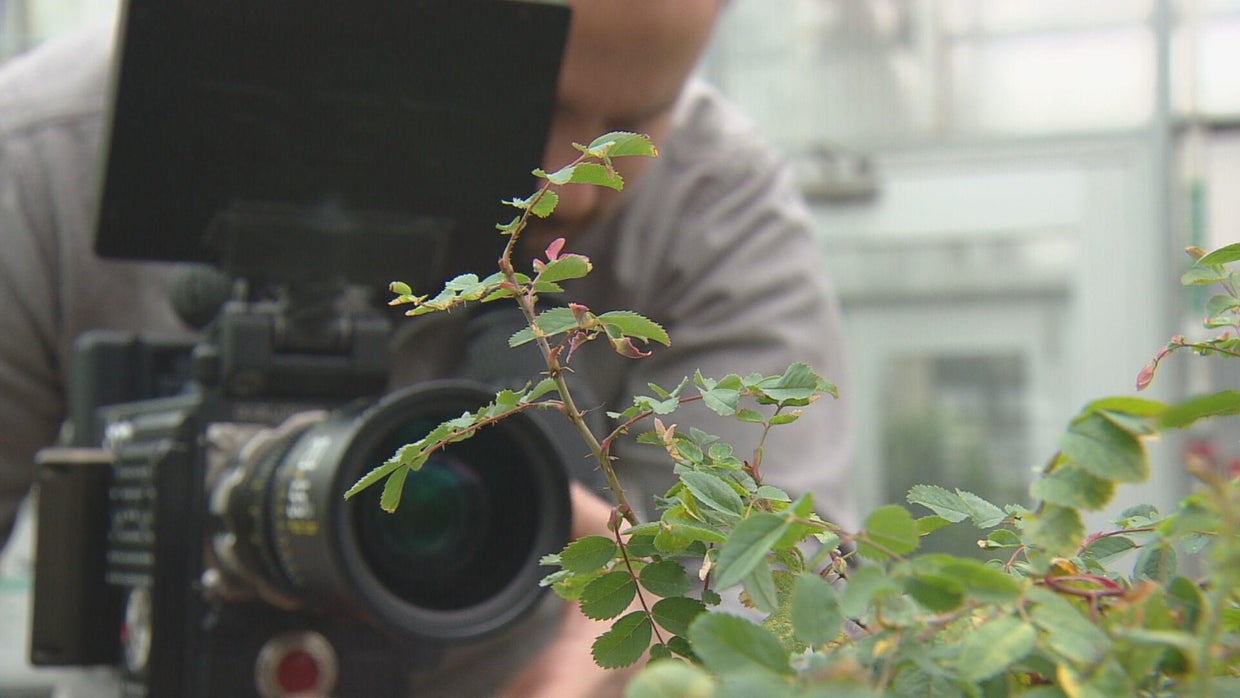Film "Amache Rose" brings dark Colorado history into the light - CBS ...
