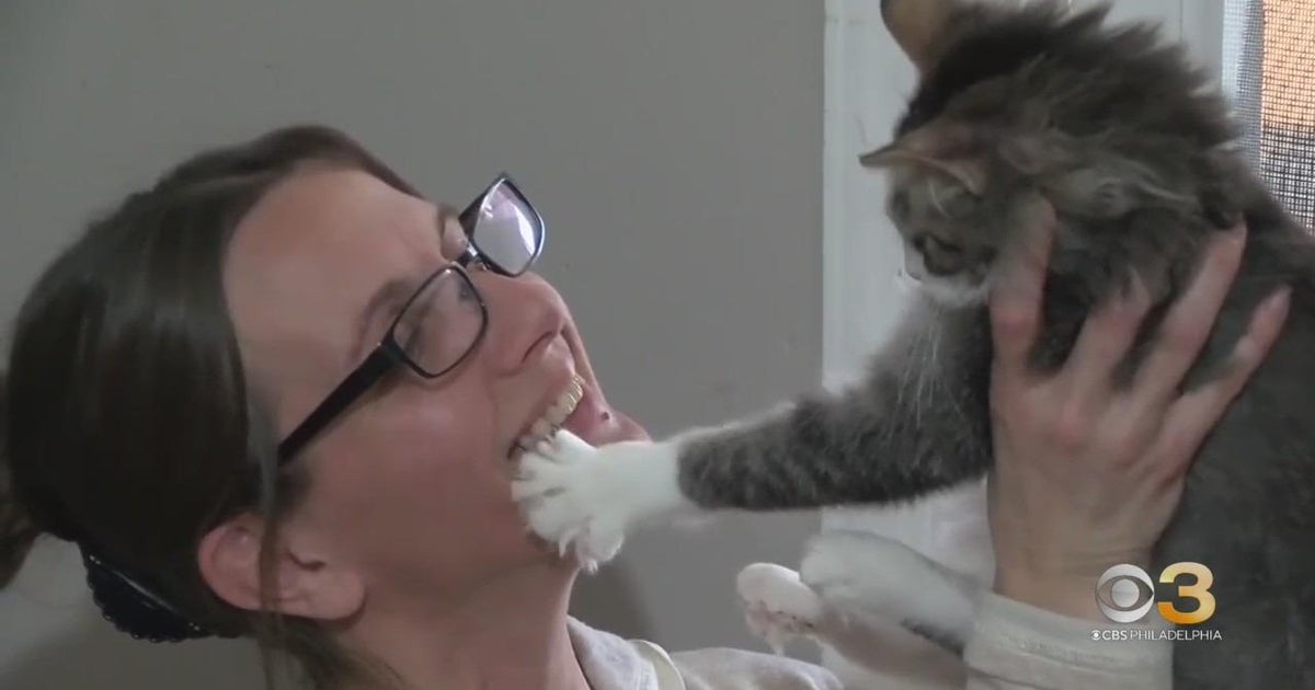 CBS3 Pet Project: How often should your feline see the vet? - CBS ...