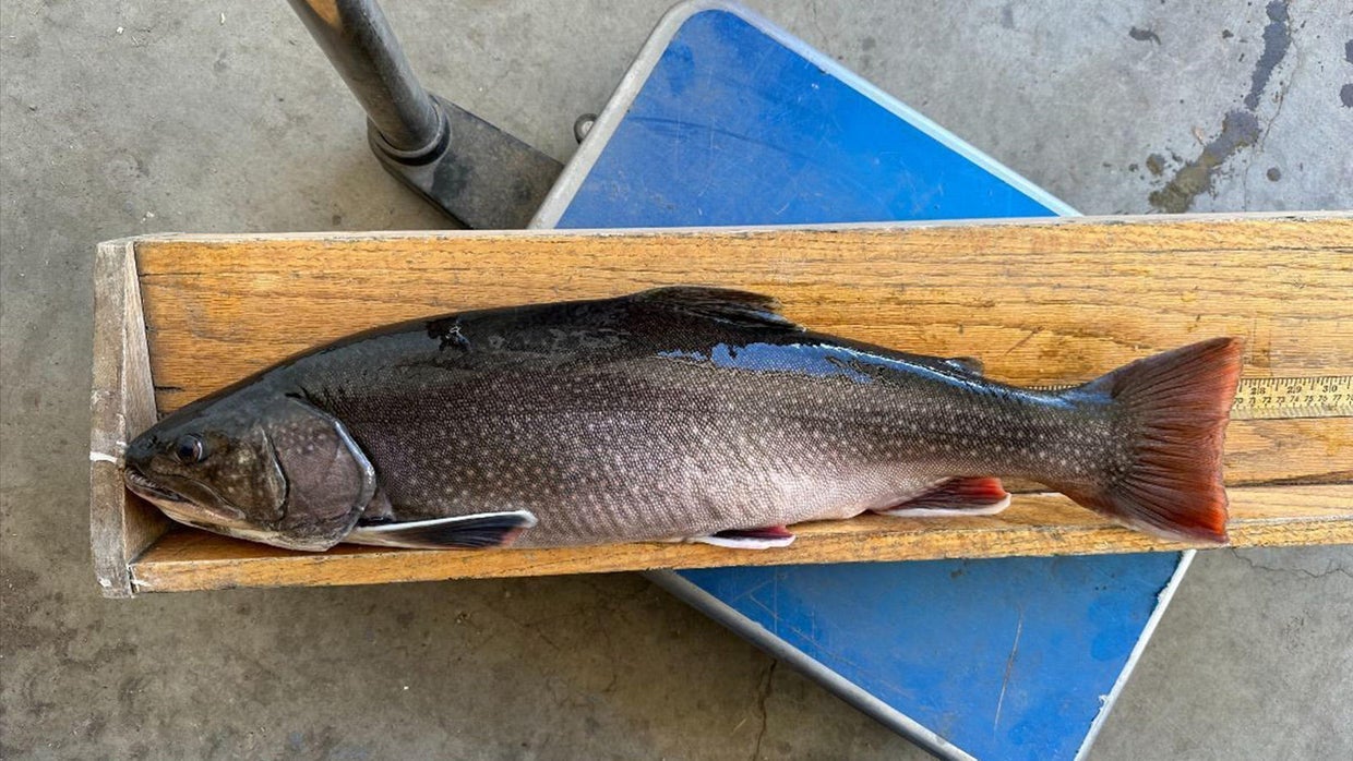 Lake City man catches giant 8.9 pound brook trout, breaks Colorado ...