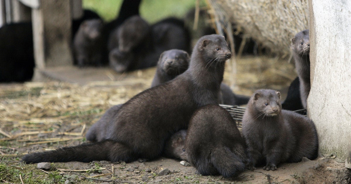 Mink loose, missing after vandalism at farm in Ohio - CBS News