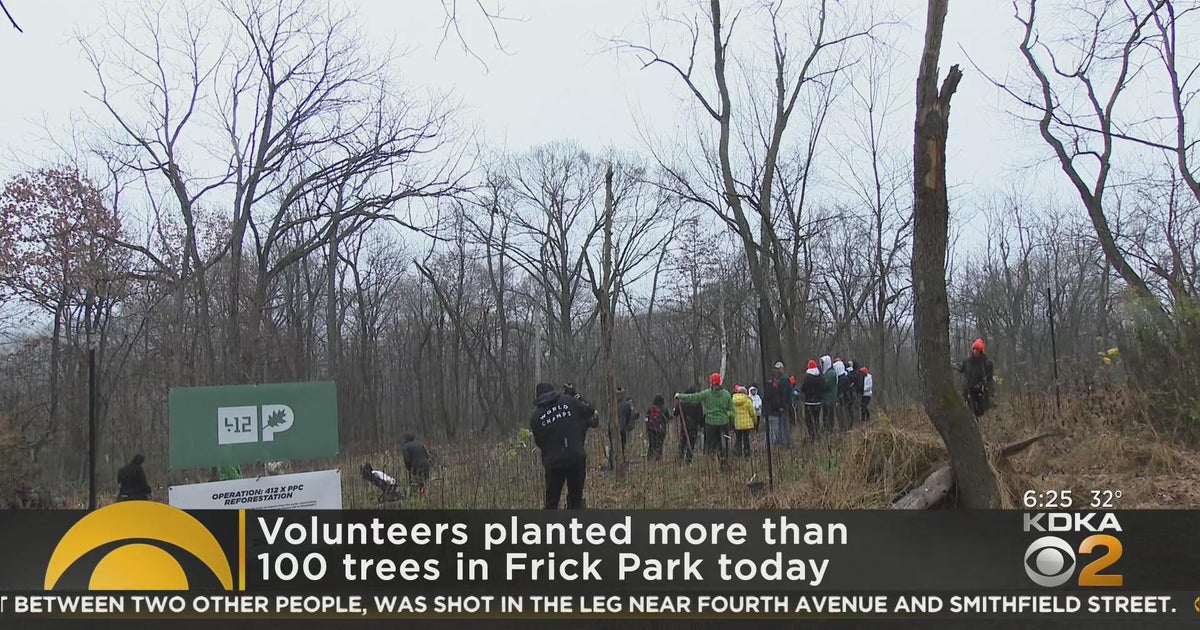 Volunteers plant over 100 trees in Frick Park - CBS Pittsburgh