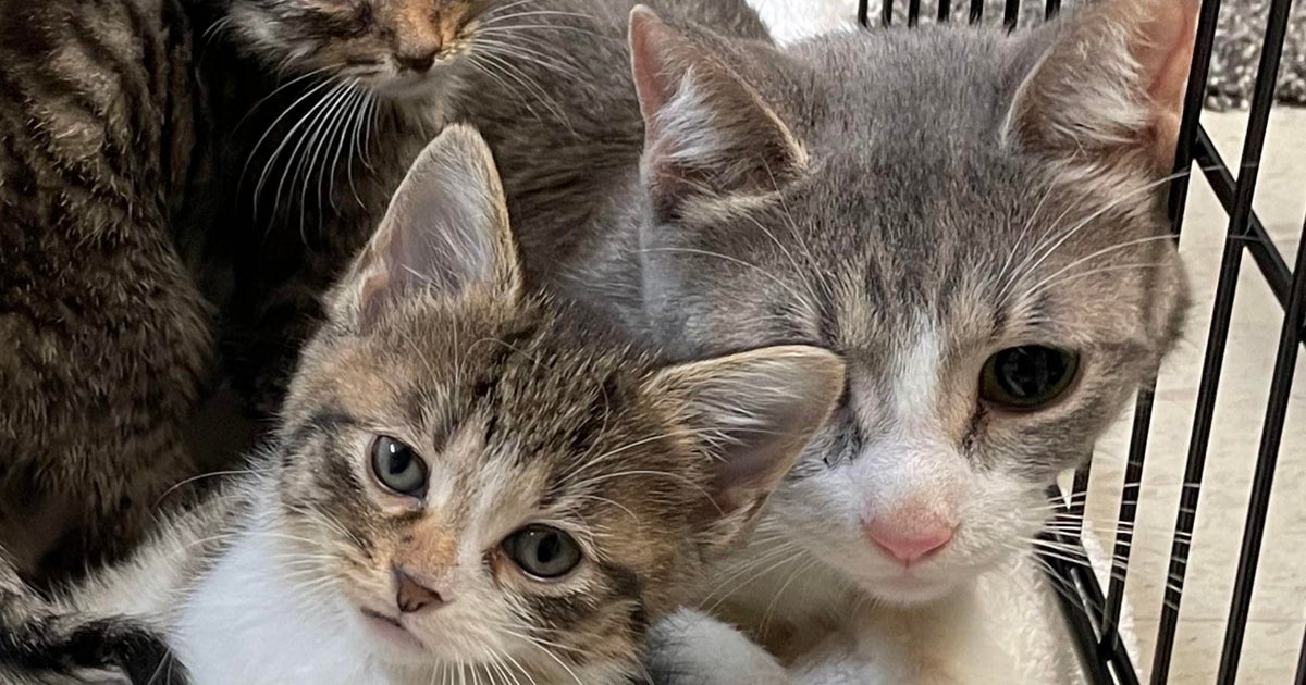 Michigan woman arrested after abandoning 29 cats at animal hospital ...