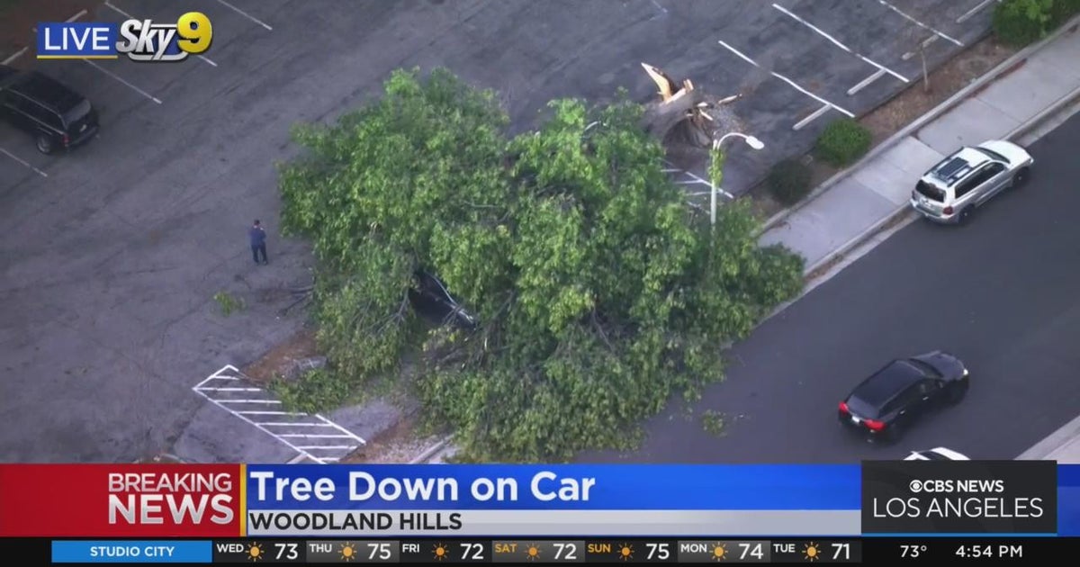 Tree falls on top of car in Woodland Hills - CBS Los Angeles