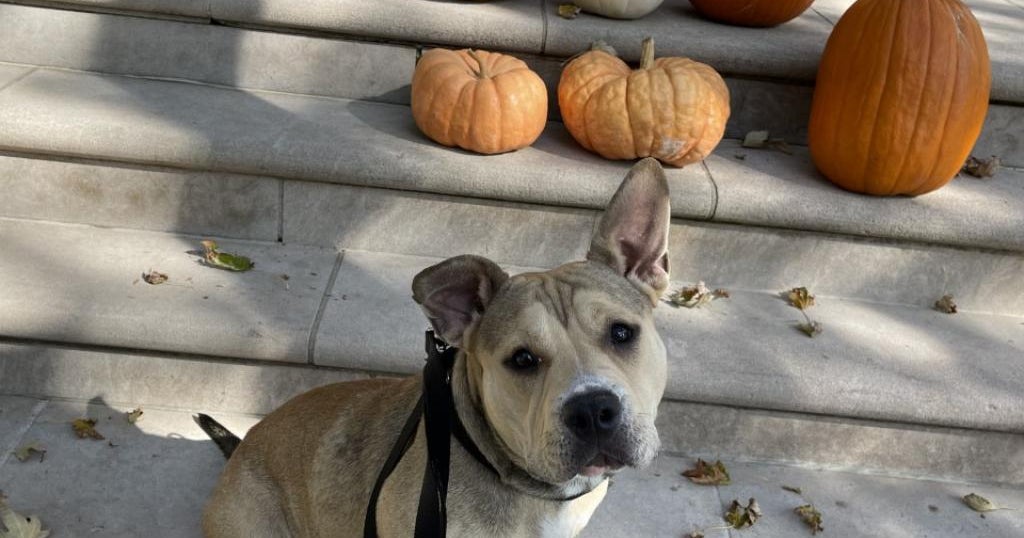 PAWS Pet of the Week: Bonnie - CBS Chicago