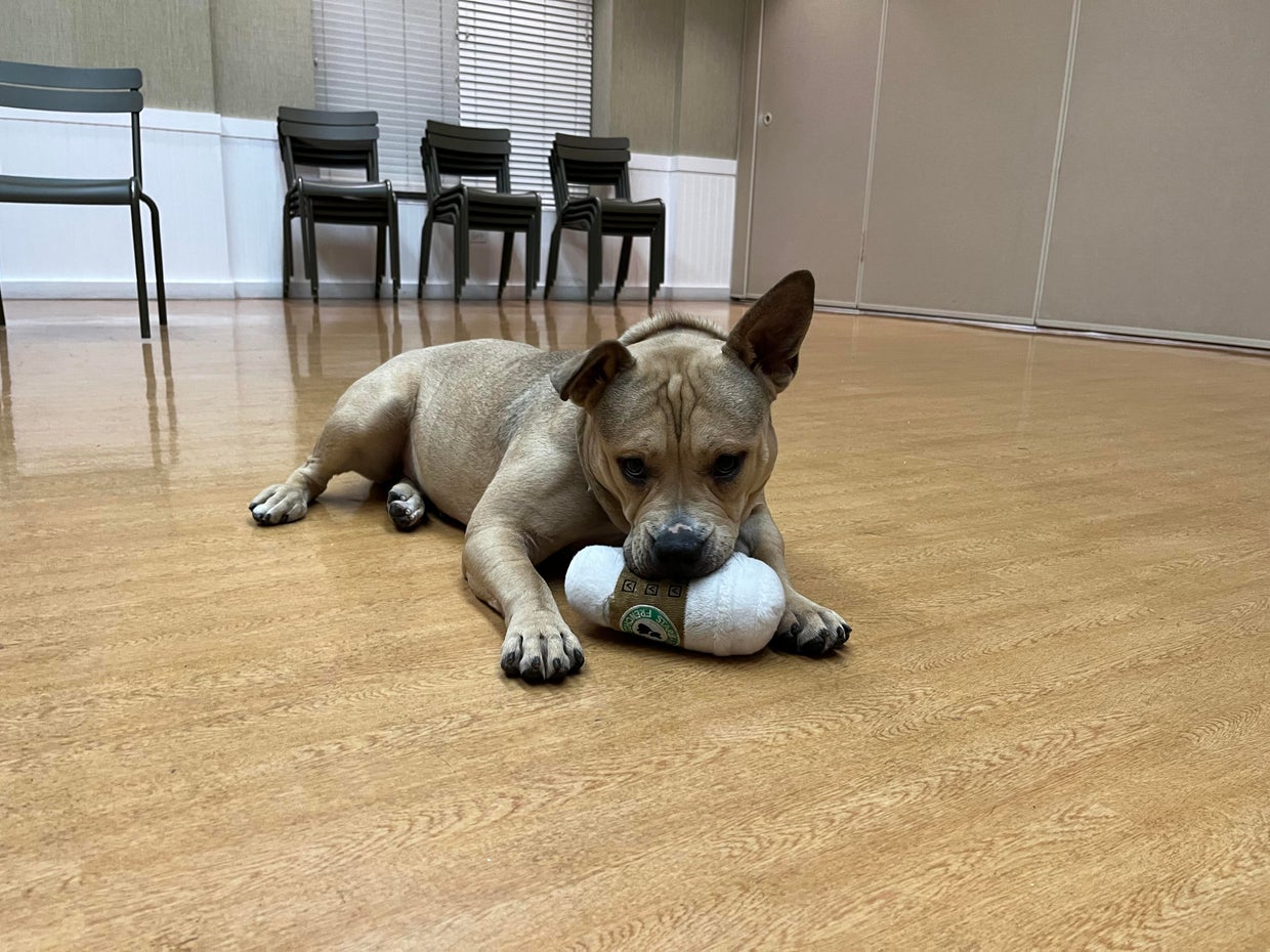 PAWS Pet of the Week: Bonnie - CBS Chicago