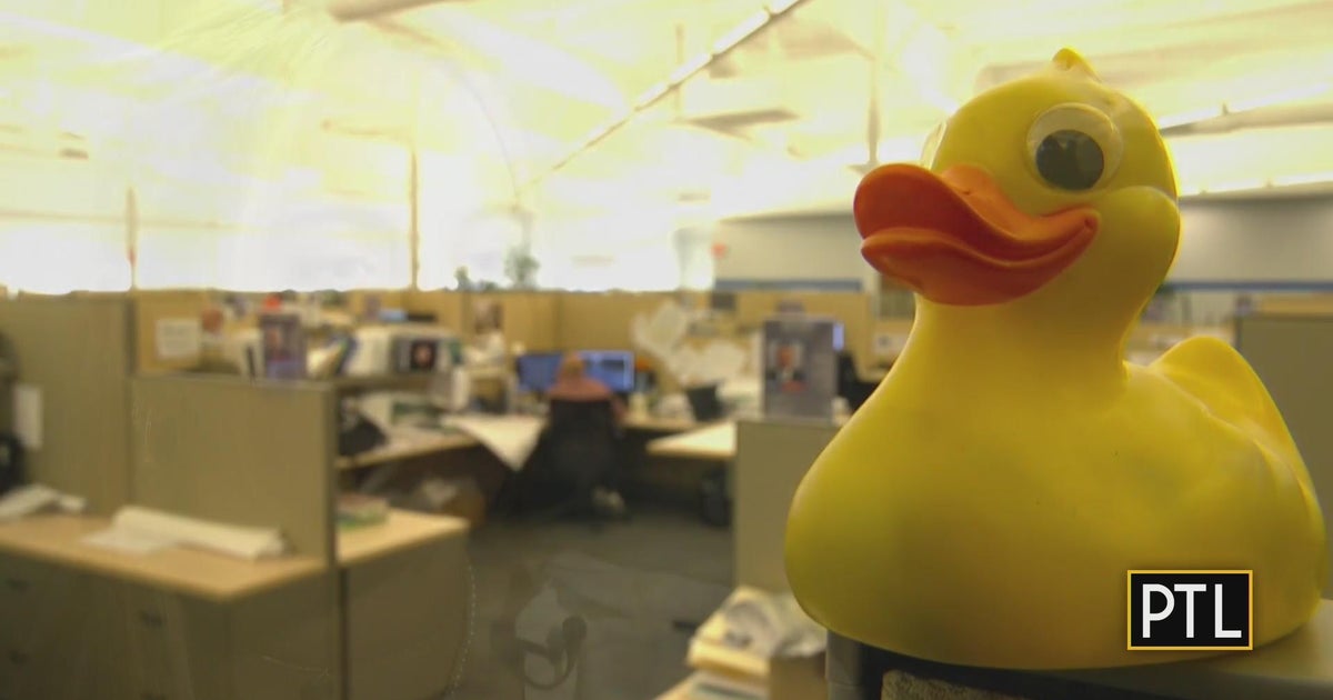 'The Duck Wars' continue at Pittsburgh engineering firm - CBS Pittsburgh