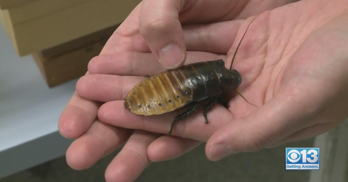 UC Davis takes first place in annual Entomology Games - CBS Sacramento