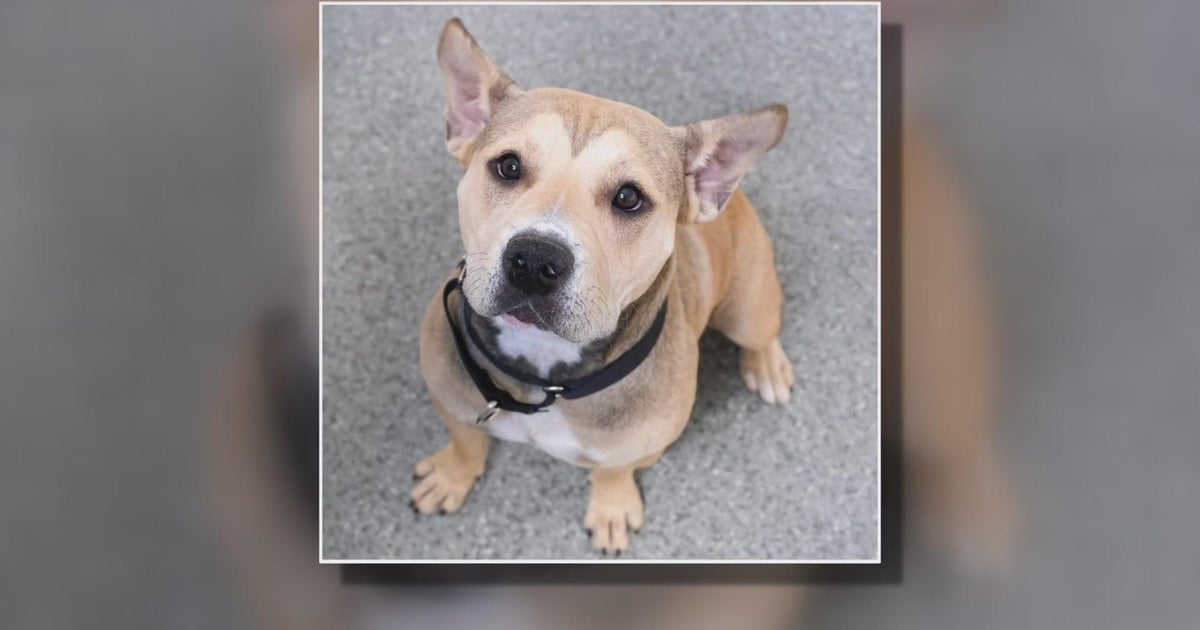 PAWS Pet of the Week: Bonnie - CBS Chicago