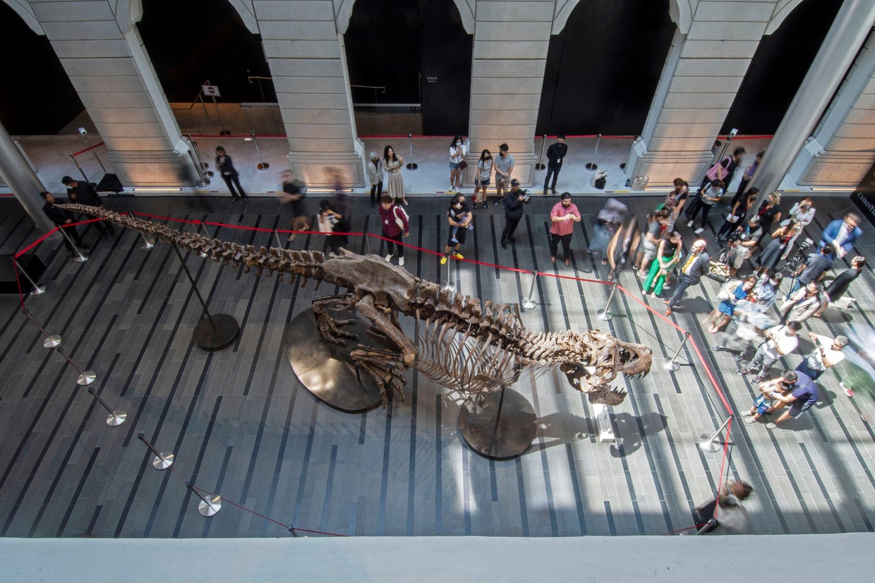 Controversial T. rex skeleton auction scrapped in Hong Kong - CBS News