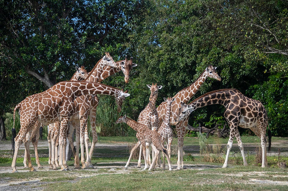 Newborn giraffe makes exhibit debut at Zoo Miami - CBS Miami