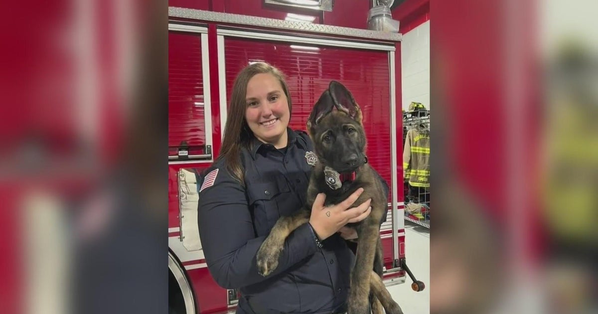 5-month-old German Shepard trains as rescue dog in McHenry County - CBS ...