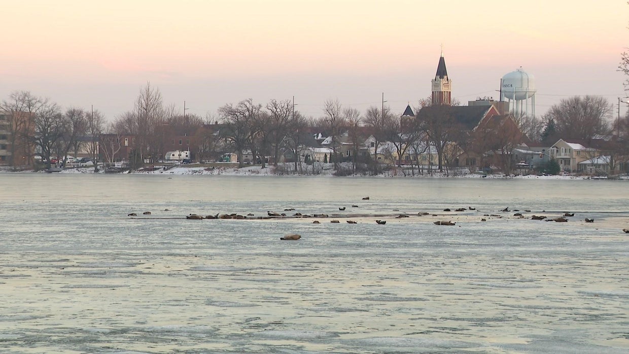 Dozens of geese, mallards found dead on Waseca's Loon Lake - CBS Minnesota