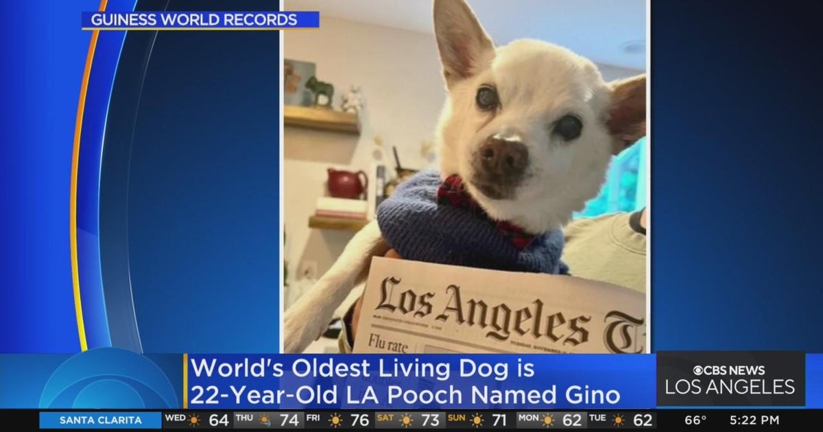 Guinness World Records names LA pooch as World's oldest living dog ...