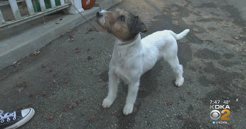 Salem Township Teenager and her dog 'Boozer' take home Best In Show at ...