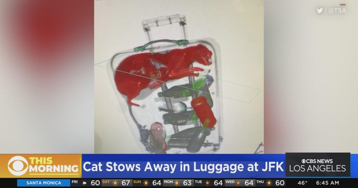 Stowaway cat caught in TSA X-ray - CBS Los Angeles