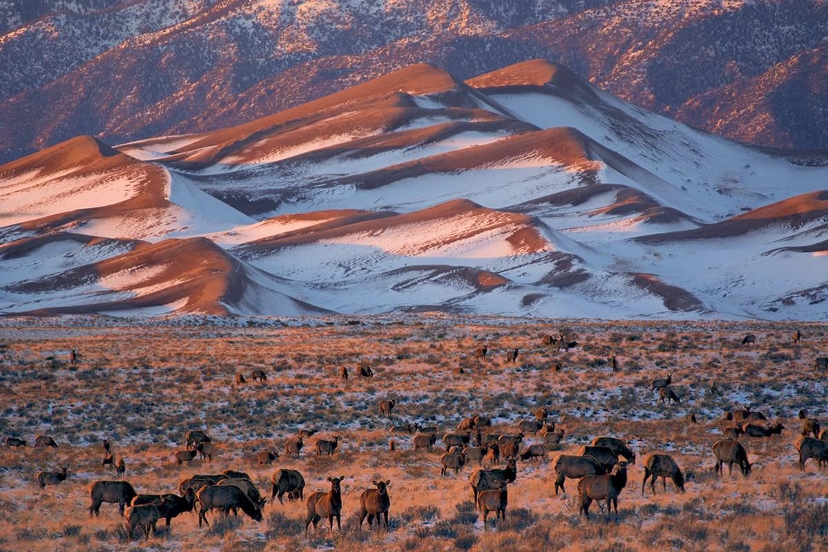 Volunteers enlisted to disperse Sand Dunes elk hiding from hunters ...