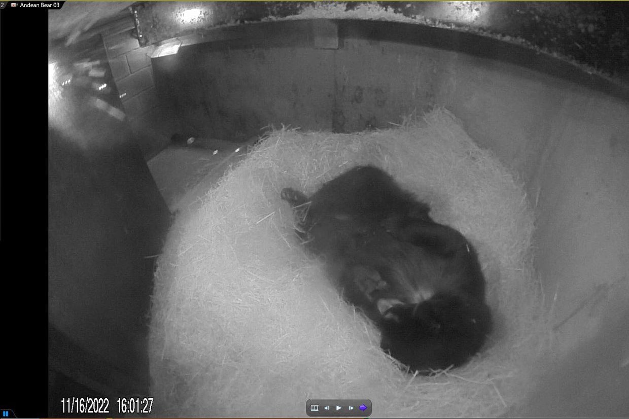 Rare species of bear gives birth to 2 cubs at Smithsonian's National ...