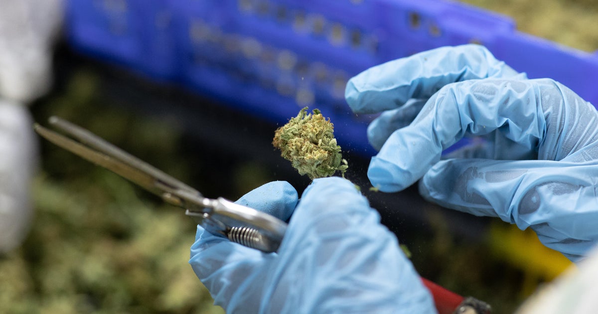 Minnesota's medical marijuana program adds IBS, OCD to qualifying ...