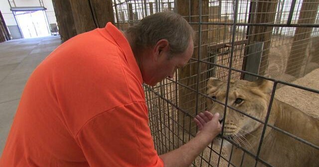 Patt Craig’s quest to rescue wild animals turned into pets - CBS News