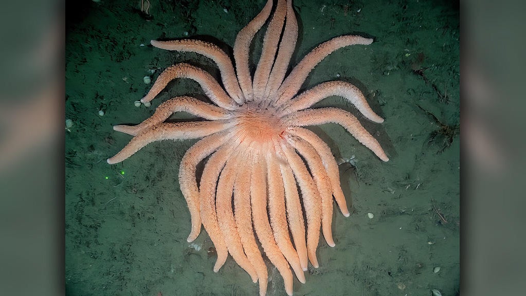 Scientists call for action after billions of sea stars perish on West ...