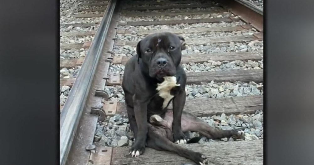 Dog found abandoned on SEPTA tracks undergoes surgery - CBS Philadelphia