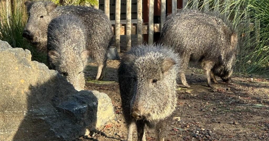 Endangered Chacoan peccaries arrive at San Jose's Happy Hollow Zoo ...